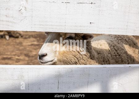 The lovely sheep is looking through the fence in the farm Stock Photo ...