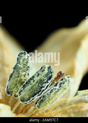 Microscopic view of chili pepper pollen Stock Photo - Alamy