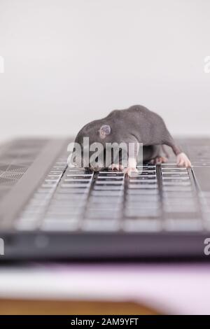 Rats and computer keyboard. advanced animals. intelligent hackers Stock ...