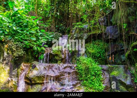 streaming waterfall with many plants in a jungle scenery, beautiful ...