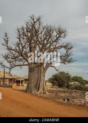 A huge baobab trees next to the red african road.Tree of happiness ...