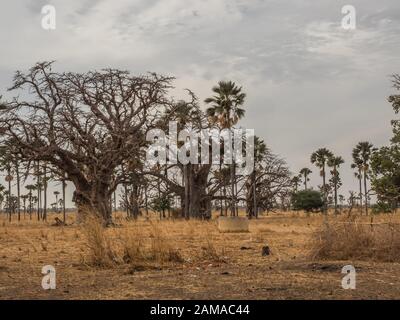 A huge baobab trees and local well. Tree of happiness, Senegal. Africa ...