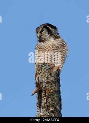 Northern Hawk Owl perched hunting in winter, at Vancouver BC Canada Feb ...