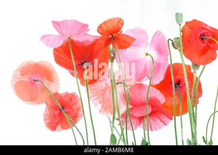 Different colored poppy flowers, isolated Stock Photo - Alamy