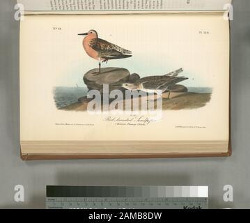 The Red-breasted Sandpiper, Knot, Red Knot (Tringa canutus, Calidris ...