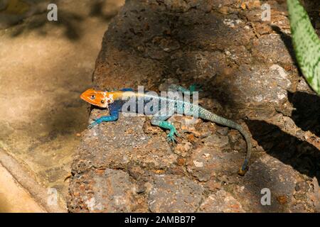 A colourful male Agama lizard (Agama lionotus) resting on a rocky wall ...