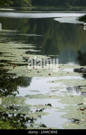 Water fringe (Nymphoides peltata) on a Swedish lake. Nymphoides peltata ...