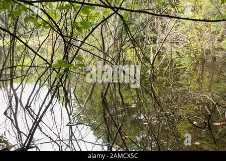Plants growing in marshy area at the edge of a river. Virginia, USA ...