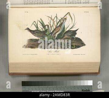 Sora Rail. 1. Male. 2. Female. 3. Young., Audubon, John James, 1785 ...