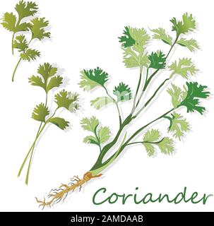 parsley and coriander leaves Stock Vector Image & Art - Alamy