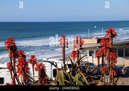 Aloe Vera flowers blooming at Moonlight State Beach Encinitas Stock ...