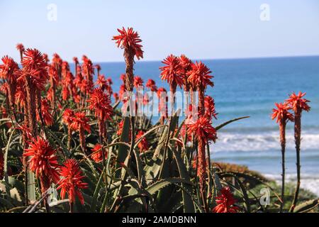 Aloe Vera flowers blooming at Moonlight State Beach Encinitas Stock ...