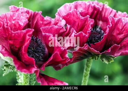 Oriental Poppy, Purple Papaver "Harlem" close up flower Stock Photo - Alamy