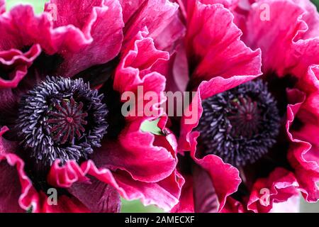 Oriental Poppy, Purple Papaver "Harlem" close up flower Stock Photo - Alamy