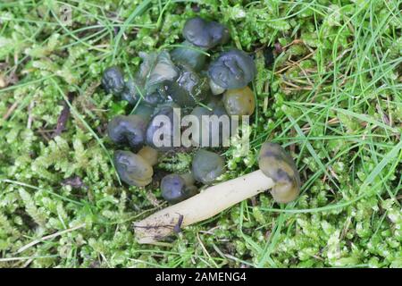Leotia lubrica, known as a jelly baby or jellybaby, wild mushroom from ...