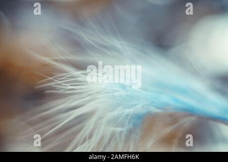 Close up Beautiful blue Bird feather pattern on a bokeh background for ...