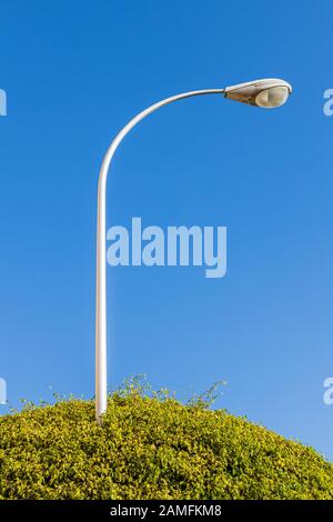 Lampost poking through a green tree canopy with blue sky background ...