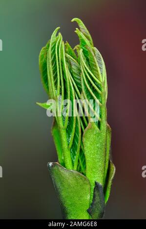 Breaking Ash Leaf Bud Stock Photo - Alamy