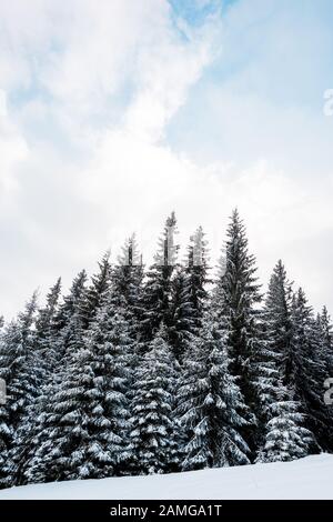 Low angle of tall spruces covered with snow against blue sky on cold ...