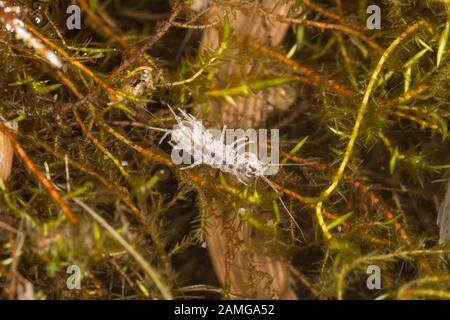 Freshwater lice, Asellus aquaticus, on rotting vegetation in a garden ...