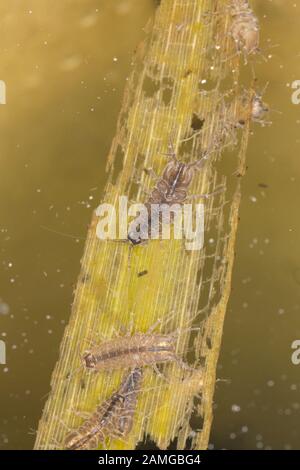 Freshwater lice, Asellus aquaticus, on rotting vegetation in a garden ...