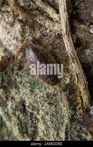 common wood louse on bark Stock Photo - Alamy