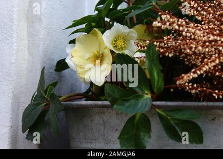 The picture shows beautiful christmas rose Stock Photo - Alamy