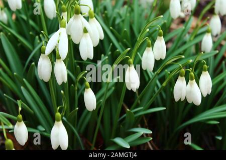 The picture shows snowdrops in the february Stock Photo - Alamy