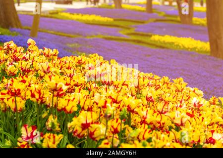 Colorful flower beds during the annual April tulip festival in Istanbul ...