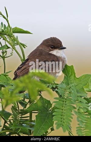 Swamp Flycatcher (Muscicapa aquatica), Uganda, Africa Stock Photo - Alamy