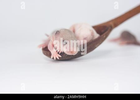 small rats in a wooden spoon. Symbol of 2020. Chinese New Year Stock ...