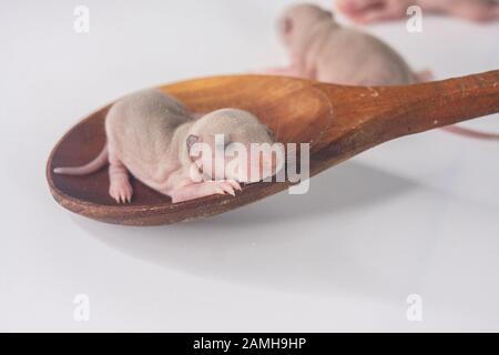small rats in a wooden spoon. Symbol of 2020. Chinese New Year Stock ...