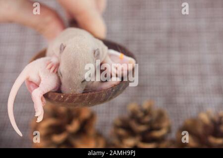 small rats in a wooden spoon. Symbol of 2020. Chinese New Year Stock ...