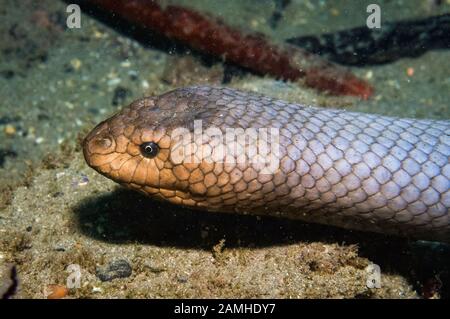 olive sea snake, Aipysurus laevis, Wongara Coast, Bundaberg, Queensland ...