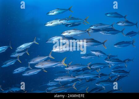 Yellowtail Kingfish, Seriola lalandi, HMAS Brisbane Artificial Reef ...