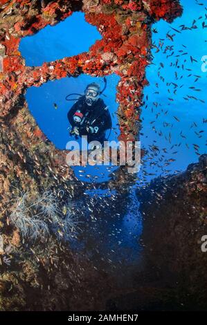 Diver exploring the historic SS Yongala shipwreck, Townsville, Great ...