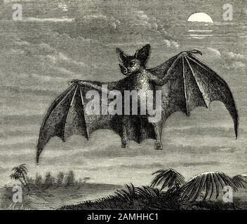 Spectral bat (Vampyrum spectrum), illustration from Soviet encyclopedia ...