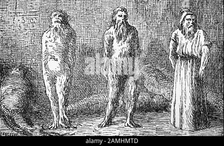 mandrake (Mandragora officinarum), root Stock Photo - Alamy