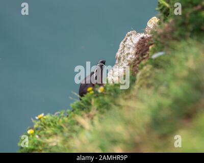 Razorbill head on cliff edge Stock Photo - Alamy