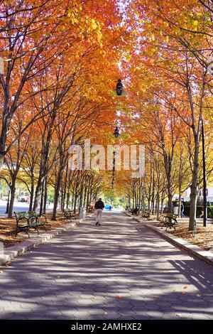 Colorful treeline of fall foliage Stock Photo - Alamy