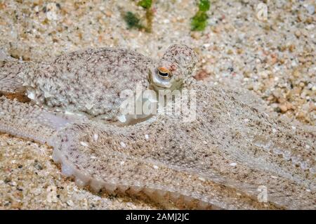 Long-arm Octopus, Octopus sp., Sekotong, Lombok, Indonesia, Bali Sea ...