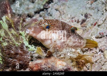 Compressed Toby, Canthigaster compressa, in night colours, Fam Island ...