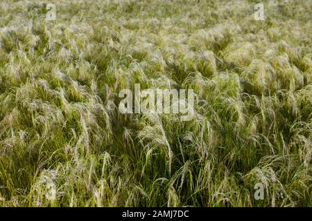 Teff crop in Ethiopia. Teff is used for making Injera- the staple diet ...