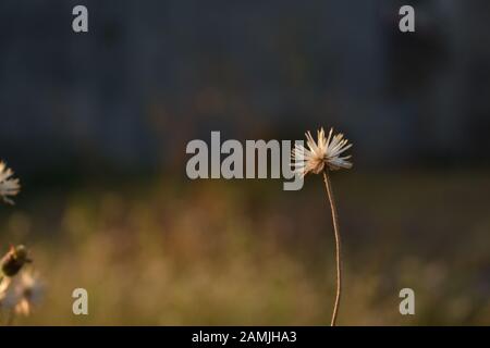 Achenes of tridax daisy or coatbuttons flower or Tridax procumbens ...
