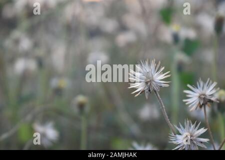 Achenes of tridax daisy or coatbuttons flower or Tridax procumbens ...