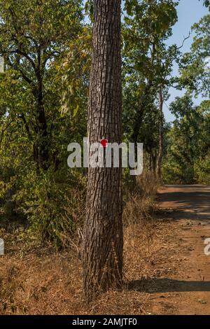 Terminalia Elliptica or crocodile bark tree uprooted with natural ...