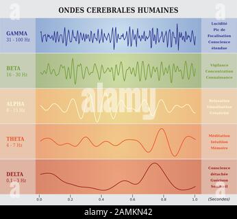 Human Brain Waves Diagram in five Colors with Explanations - English ...