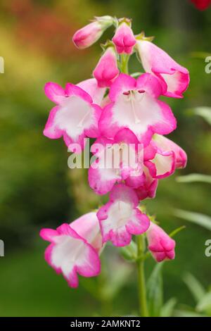 Penstemon 'Pensham 'Laura' in full bloom in late summer. UK Stock Photo ...