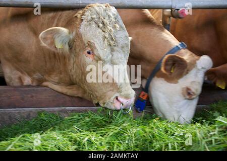Cows fitted with an RFID transponder feeding in the barn of an Upper ...