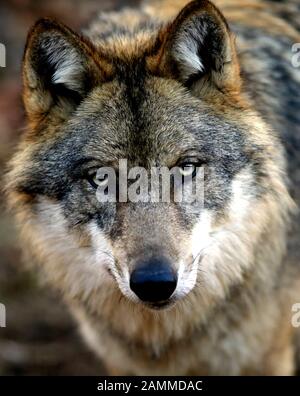 Wolf in the animal enclosure of the Falkenstein National Park Centre in ...